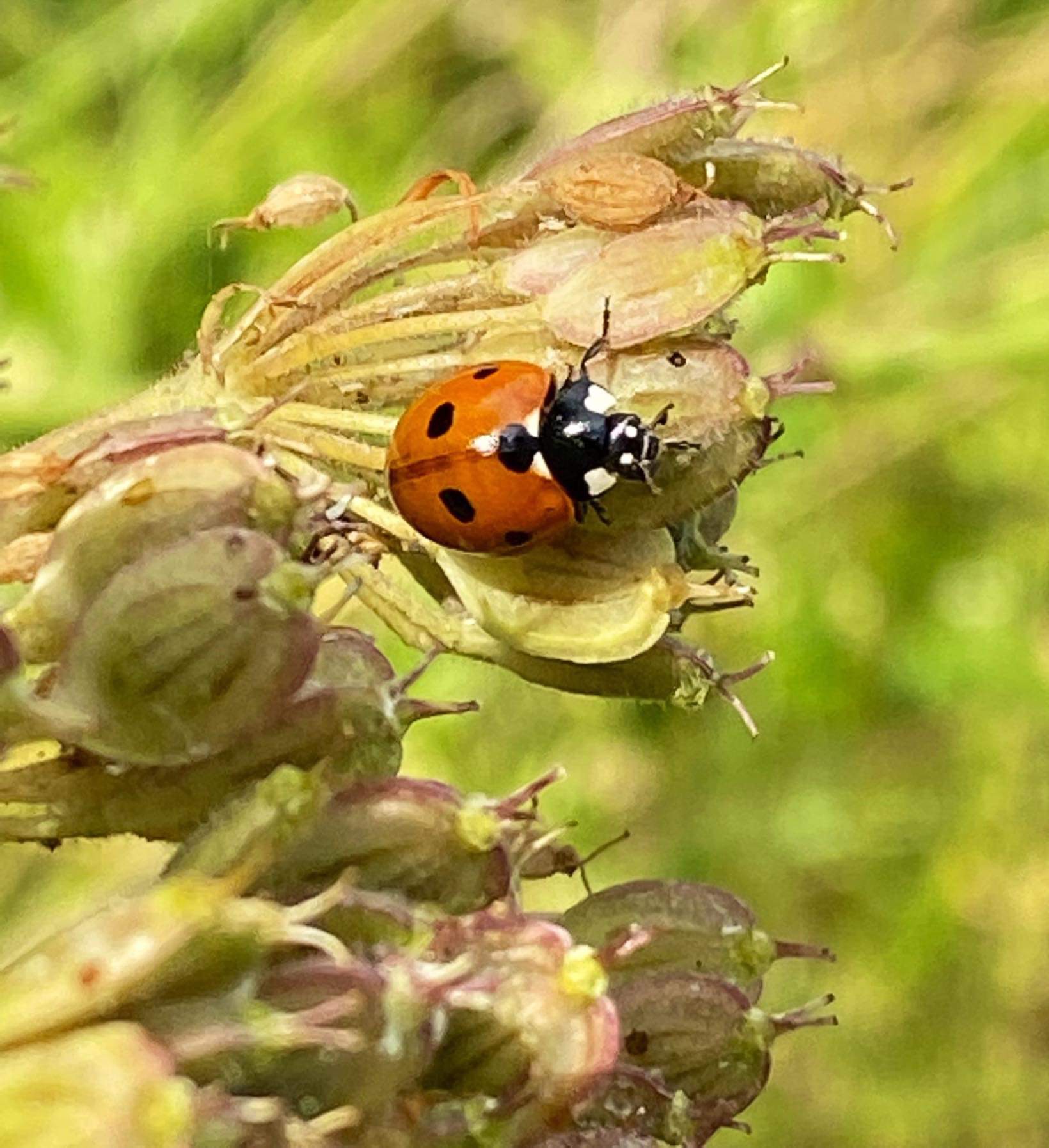 Coccinellidae | Columbine Hall