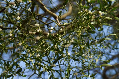 The Magic of Mistletoe | Columbine Hall